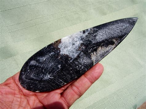 Fossil Orthoceras Polished Nautiloid Cephalopod Paleozoic Etsy