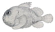 Toad Lumpsucker Wikipedia