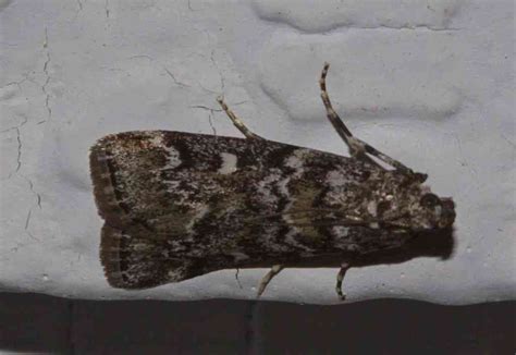 Evergreen Coneworm Moth From 478 Rue Beach Métids Beach On August 4