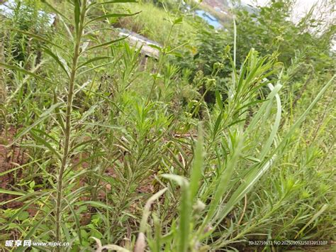 野外丛生的绿色杂草摄影图 花草 生物世界 摄影图库 昵图网