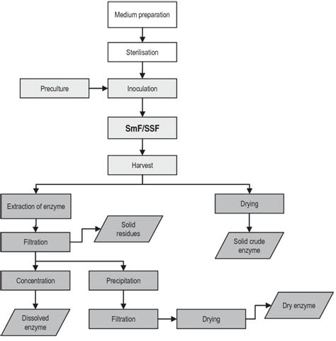 General Flowchart Of Enzyme Production Steps In Upstream Processing Weed Abatement Process General Flowchart Of Enzyme Production Steps In Upstream Processing Weed Abatement Process