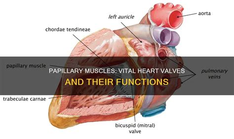 Papillary Muscles Vital Heart Valves And Their Functions Cyvigor