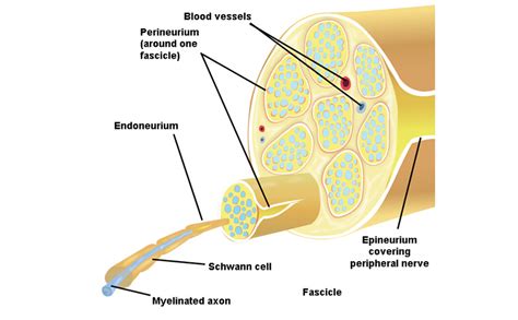 Nerve Block Introduction Sonoguide
