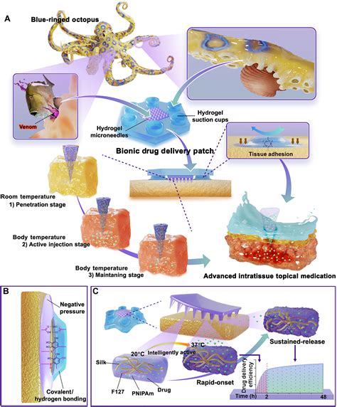 Blue Ringed Octopus Inspired Microneedle Patch For Robust Tissue