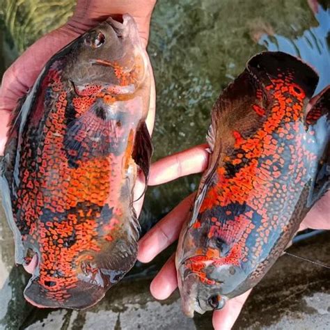 Huge Oscar Fish