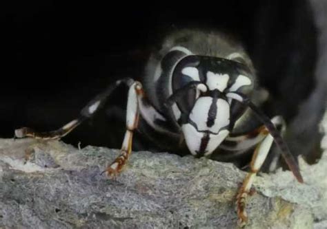 Bald Faced Hornet Dolichovespula Maculata Life Nests Value Repel