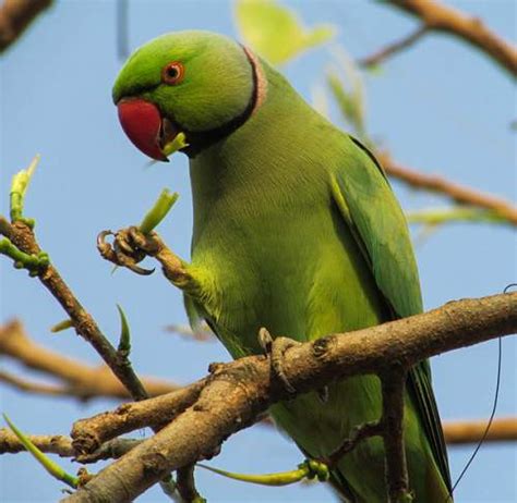 Rose Ringed Parakeet Birds Of India Bird World