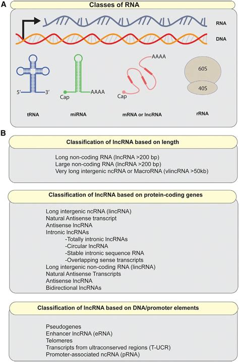 Types Of RNA In Mammalian Cells A A Main Classes Of RNA Download Scientific Diagram