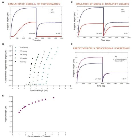 Computer Simulations Of Regeneration Kinetics In The Shf1 Mutant A B