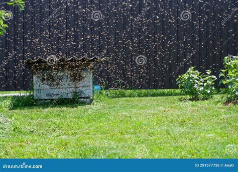 A Bee Swarm Flew Into An Old Abandoned Hive Flock Bees Flying Near The Beehive A Swarm Of