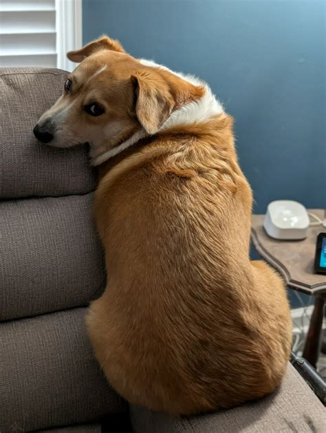 Headshot For Teddys New Onlypaws Album On Imgur