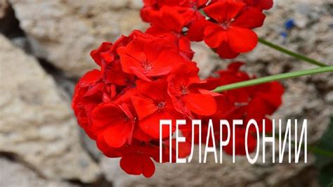 Пеларгонии в чём их прелесть? | Plants, Garden