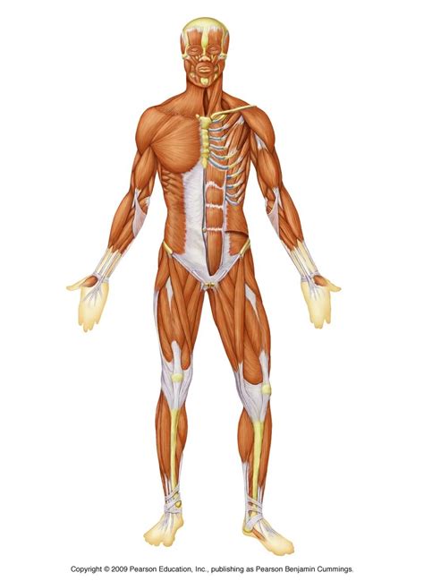 Human Muscle Structure Described Anatomy System Human Body Anatomy