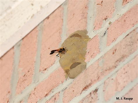 Mud Wasp Nest Mud Dauber Wasps In Long Island