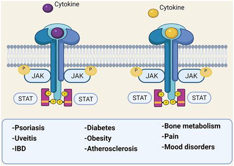 The Jakstat Pathway Involvement In Different Diseases Ibd