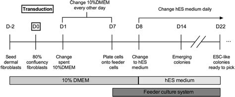 Time Course Of The Followed Reprogramming Protocol To Generate Human Download Scientific