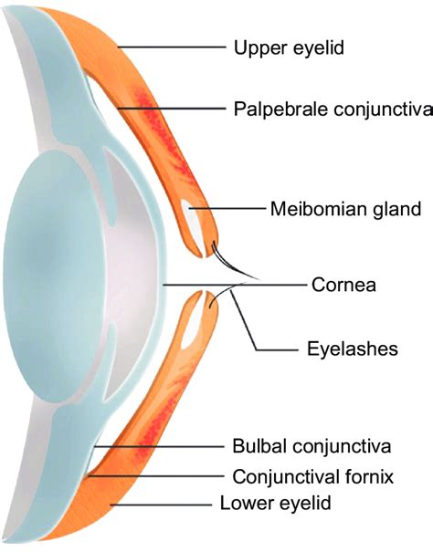 Diagrama De Ponto Lacrimal Lacrimal Punctum An Overview