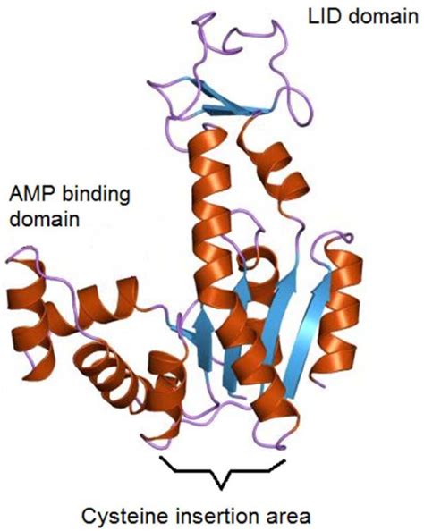 The Structure Of Adenylate Kinase With A General Backbone View Showing Download Scientific