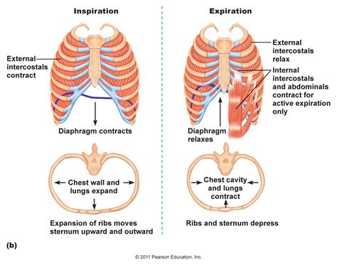 Difference Between Internal And External Intercostal Muscles