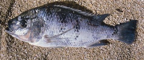 Malawis Chambo Prized Food Fish Now An Endangered Species This Is