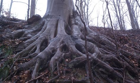 Bur Oak Botanicals Beech Roots