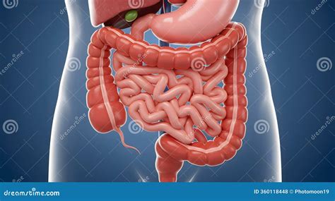 3d Anatomical Illustration Of Human Digestive System With Intestines