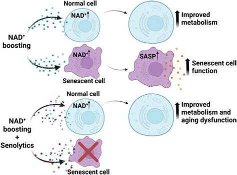 Nad 代谢：在衰老调节和衰老中的作用aging Cell X Mol