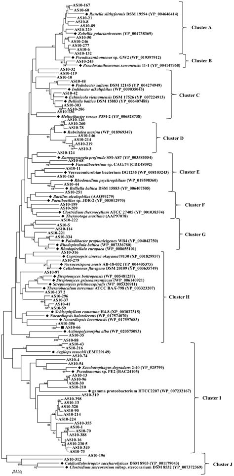 Phylogenetic Analysis Based On The Partial Amino Acid Sequences Of Gh10