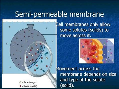 Ppt Cellular Transport Powerpoint Presentation Free Download Id