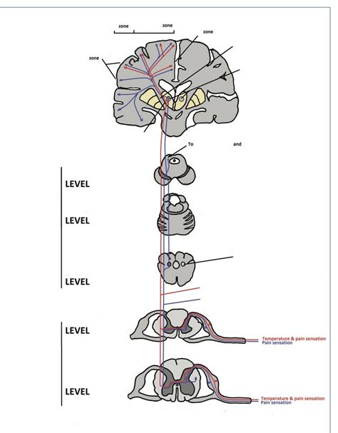 9 Spinothalamic And Spinoreticular Tracts Diagram Quizlet