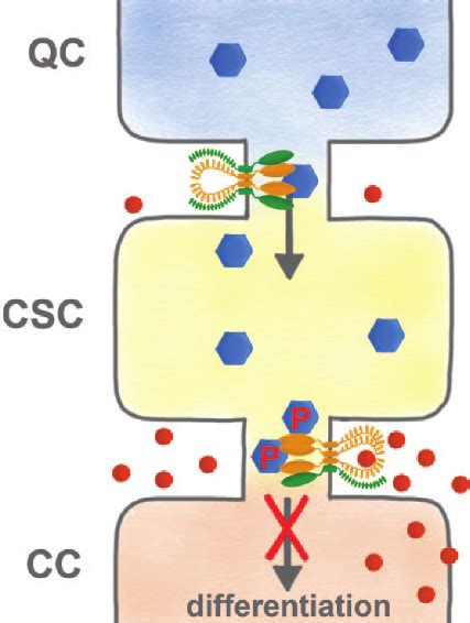 Model Of Distal Stem Cell Regulation In The Root Meristem By Apo And