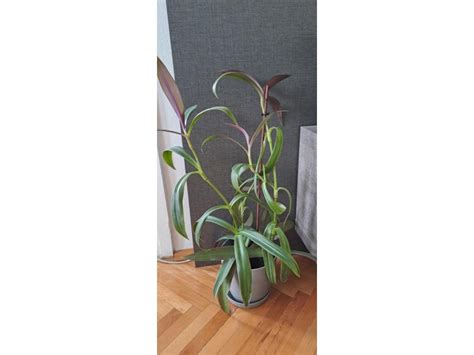 Sobno Cveće 77512173