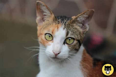 Balinese Cat Breed Feed Stray Cats