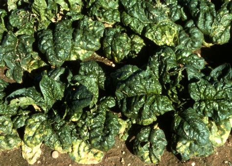 White Rust On Spinach Vegetable Pathology Long Island Horticultural Research And Extension Center