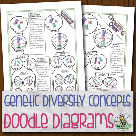 Genetic Diversity Doodle Diagrams Store Science And Math With Mrs Lau
