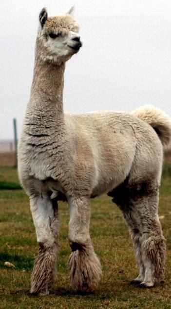 Understanding Alpaca Talk Alpacas Of Montana