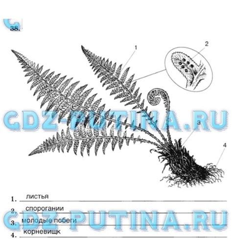 Строение Папоротника Рисунок 56 Фото