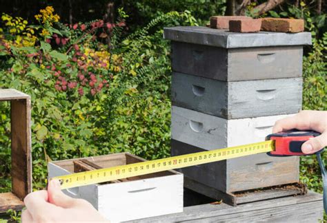 Langstroth Hive Dimensions A Complete Guide Bee Professor