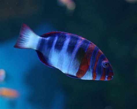 Red Sea Harlequin Tusk