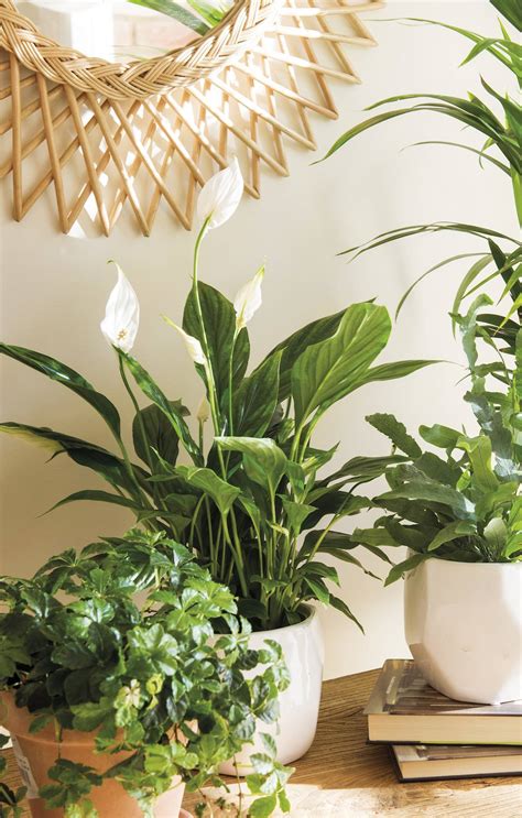 30 Plantas De Interior Resistentes Y Fáciles De Mantener