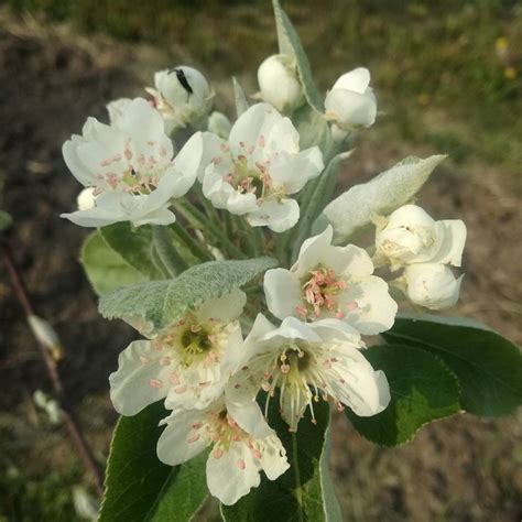 Fruits Seeker X Sorbopyrus Auricularis Sorbopero
