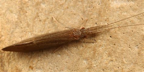 Caddisfly Oecetis Bugguidenet Caddisfly Oecetis Bugguidenet