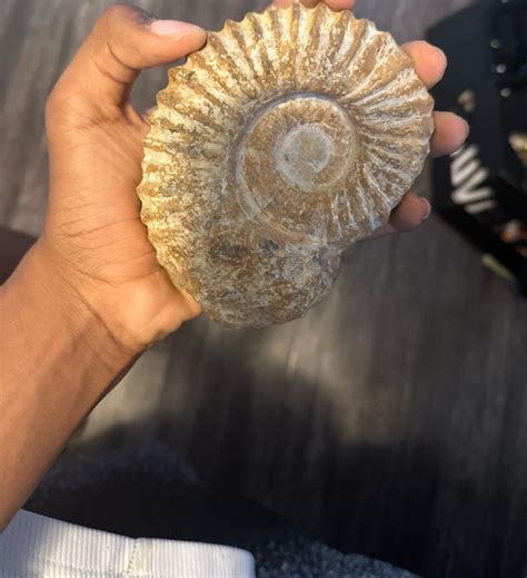 Irl Helix Fossil R Twitchplayspokemon