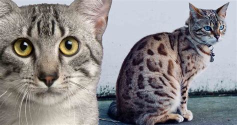 Egyptian Mau Cat Breed Information And Characteristics