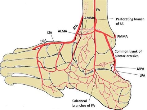 Fibular Artery