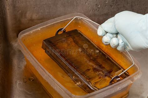 Scientist Staining Microscope Slides For Cytology Studies In The