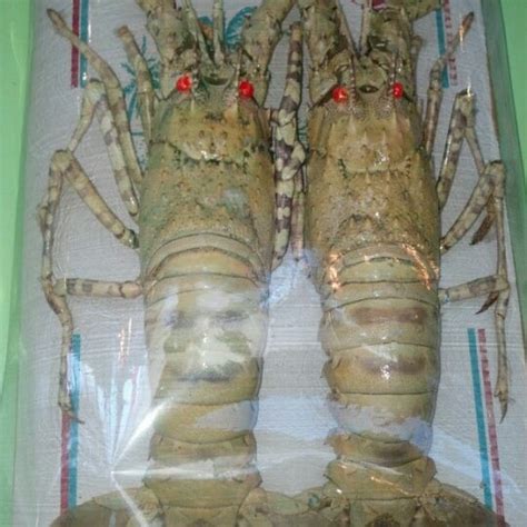 Pho Lily Vietnamese Restaurant In Burien