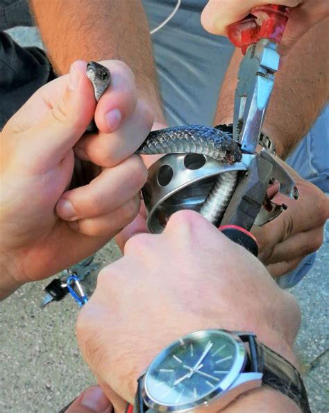 Reševanje Mlade Kače Primorske Novice