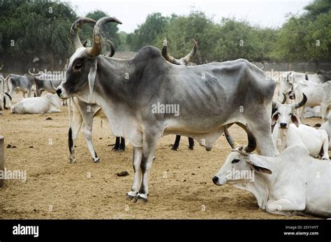 Cow Protection Goshala Pathmeda Godham Sanchore Rajasthan India
