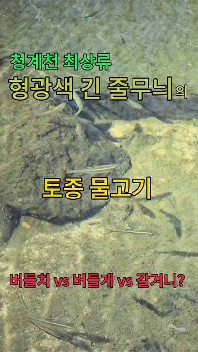 형광색 긴 줄무늬의 토종 물고기 이름은 청계천 최상류 Youtube